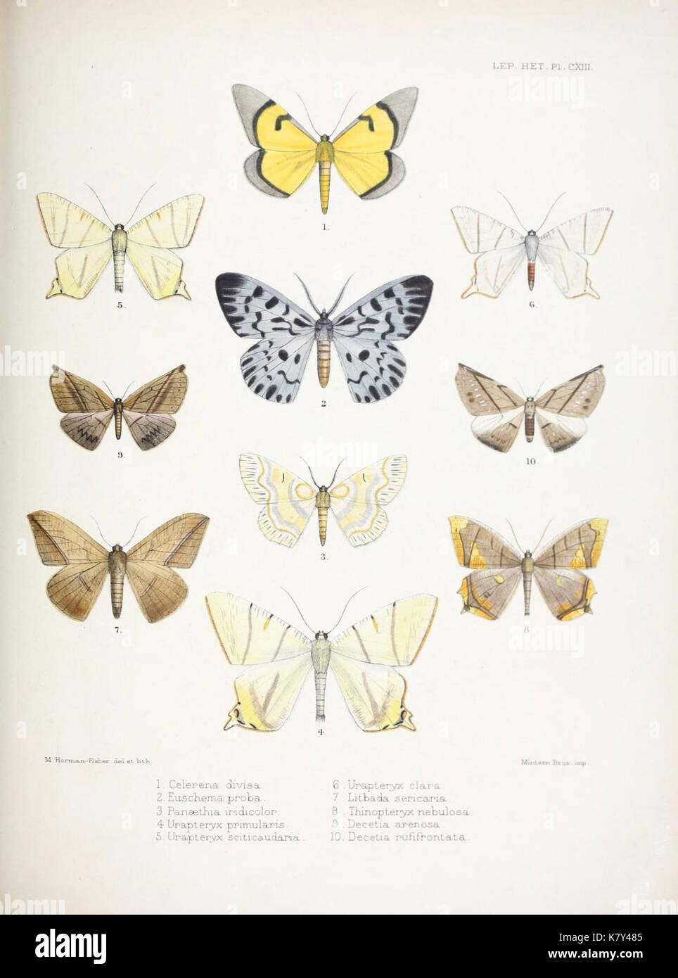 Illustrations of typical specimens of Lepidoptera Heterocera in the ...