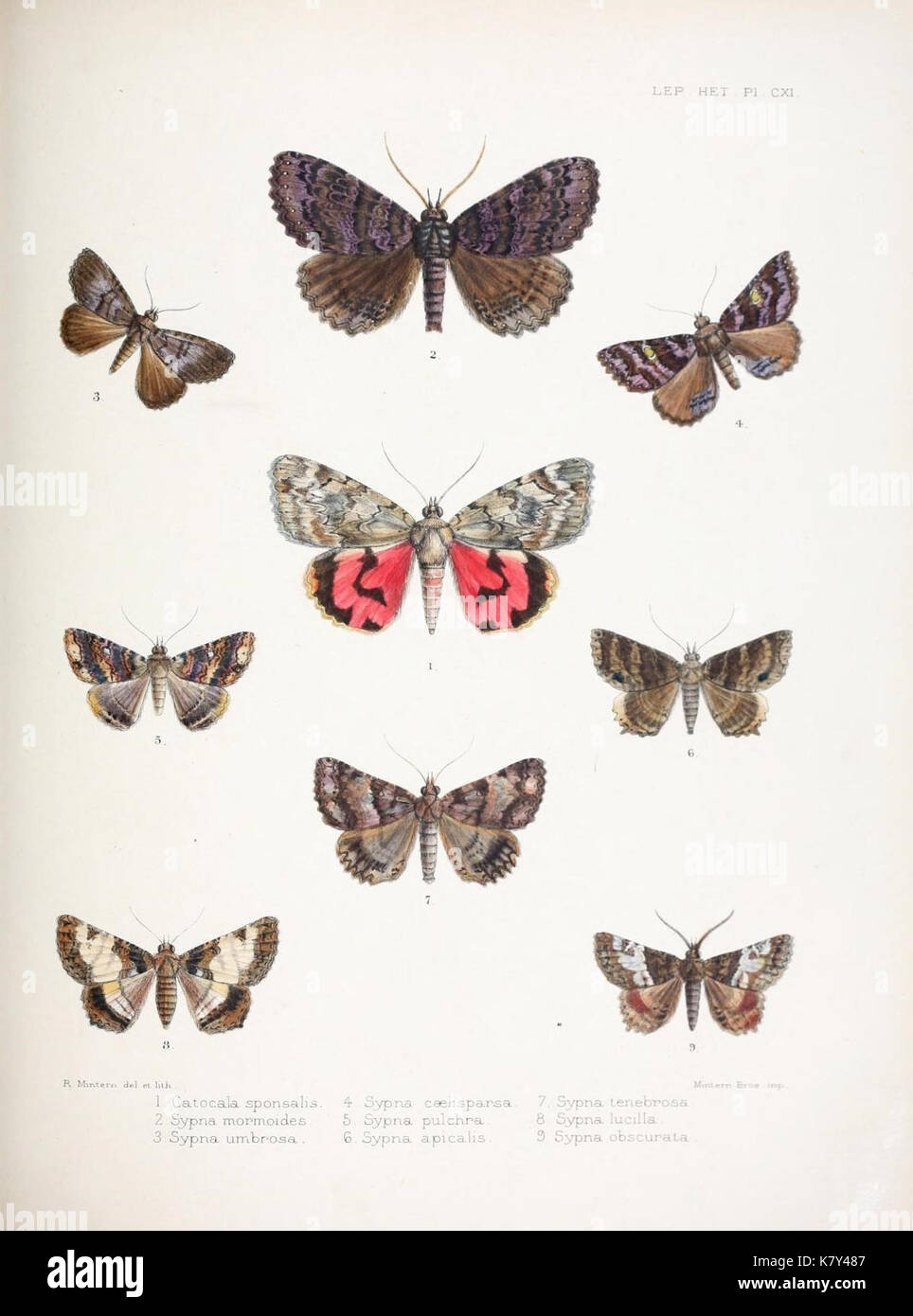Illustrations of typical specimens of Lepidoptera Heterocera in the ...