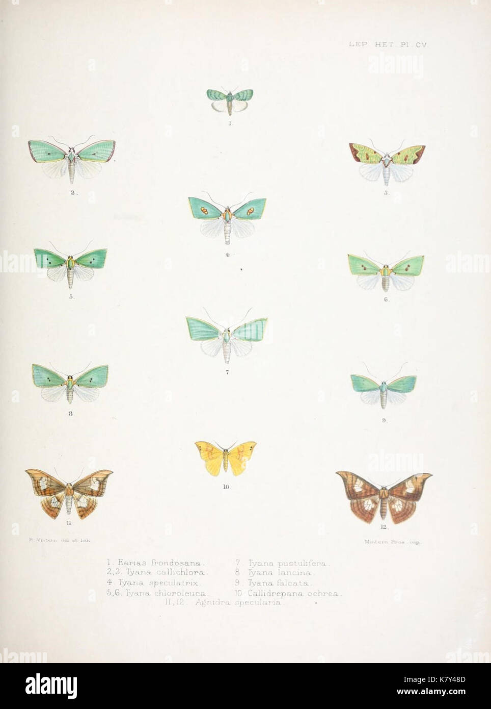 Illustrations of typical specimens of Lepidoptera Heterocera in the ...
