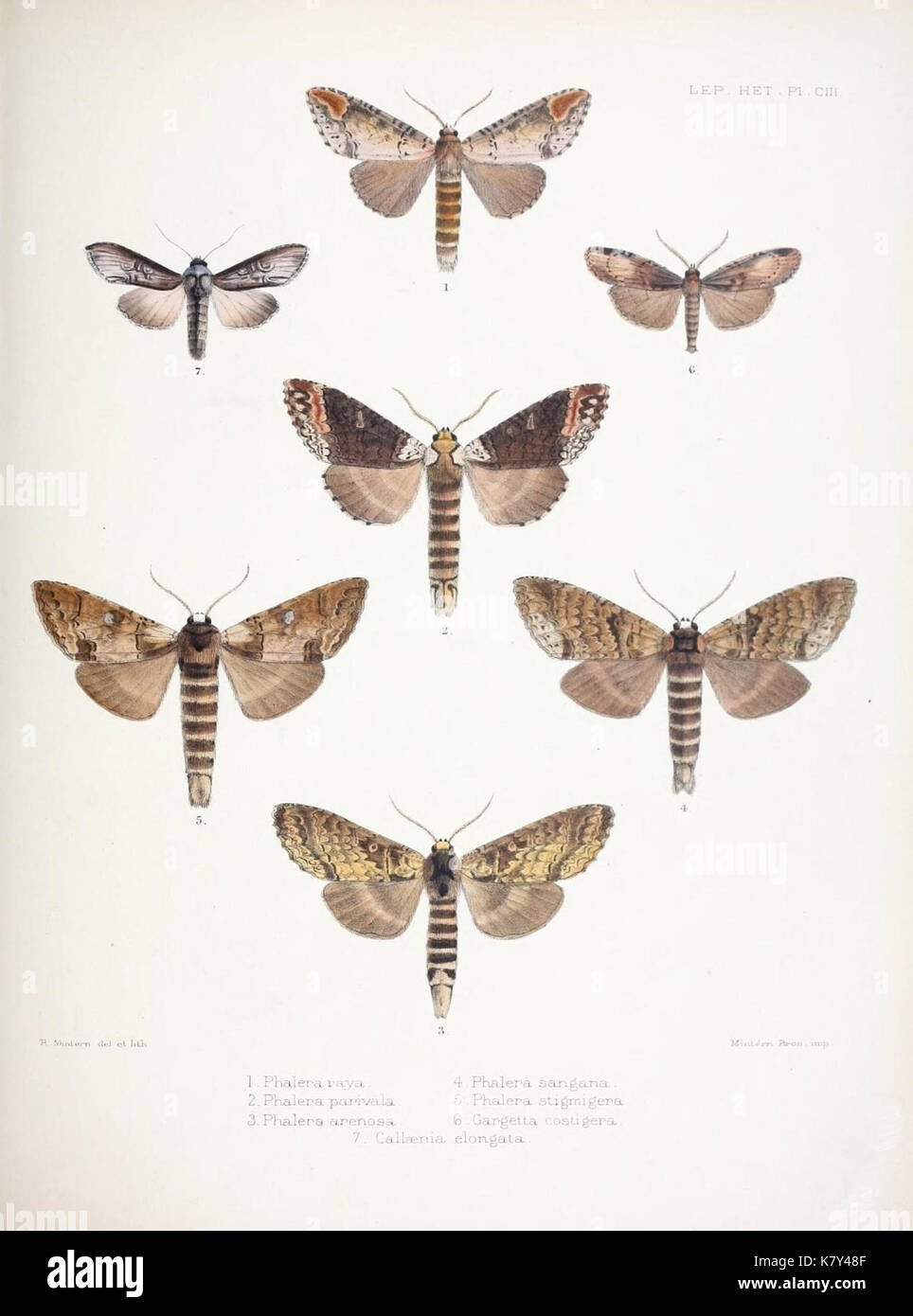 Illustrations of typical specimens of Lepidoptera Heterocera in the ...