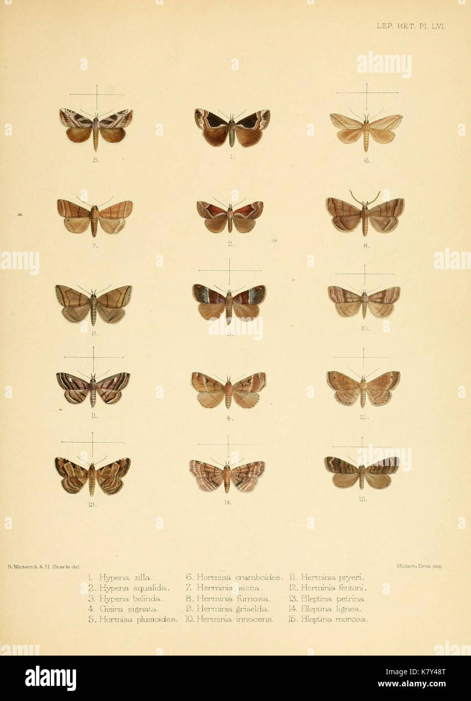 Illustrations of typical specimens of Lepidoptera Heterocera in the ...