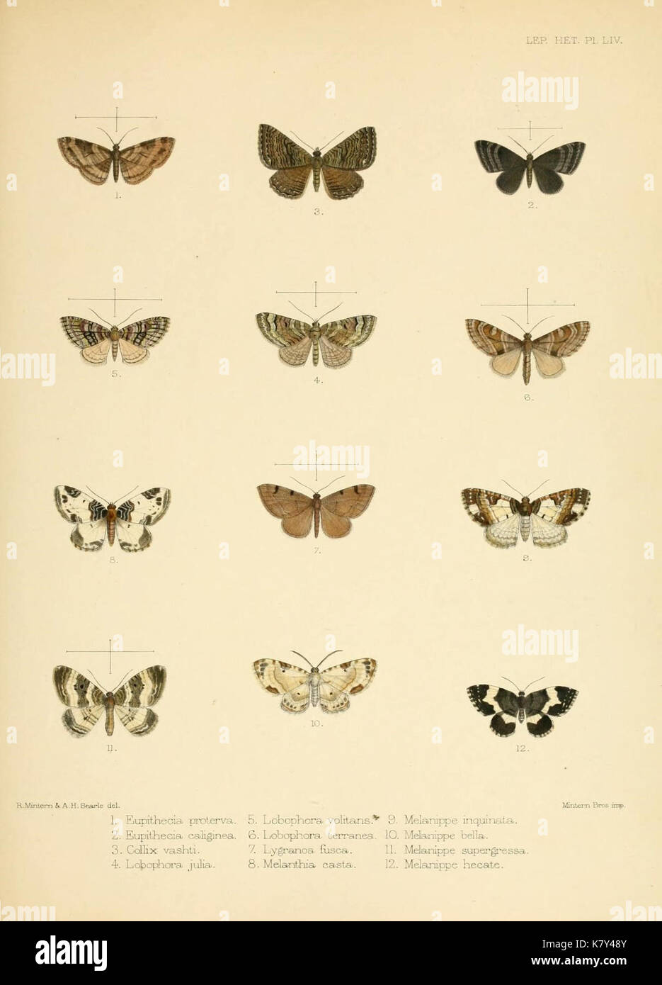 Illustrations of typical specimens of Lepidoptera Heterocera in the ...
