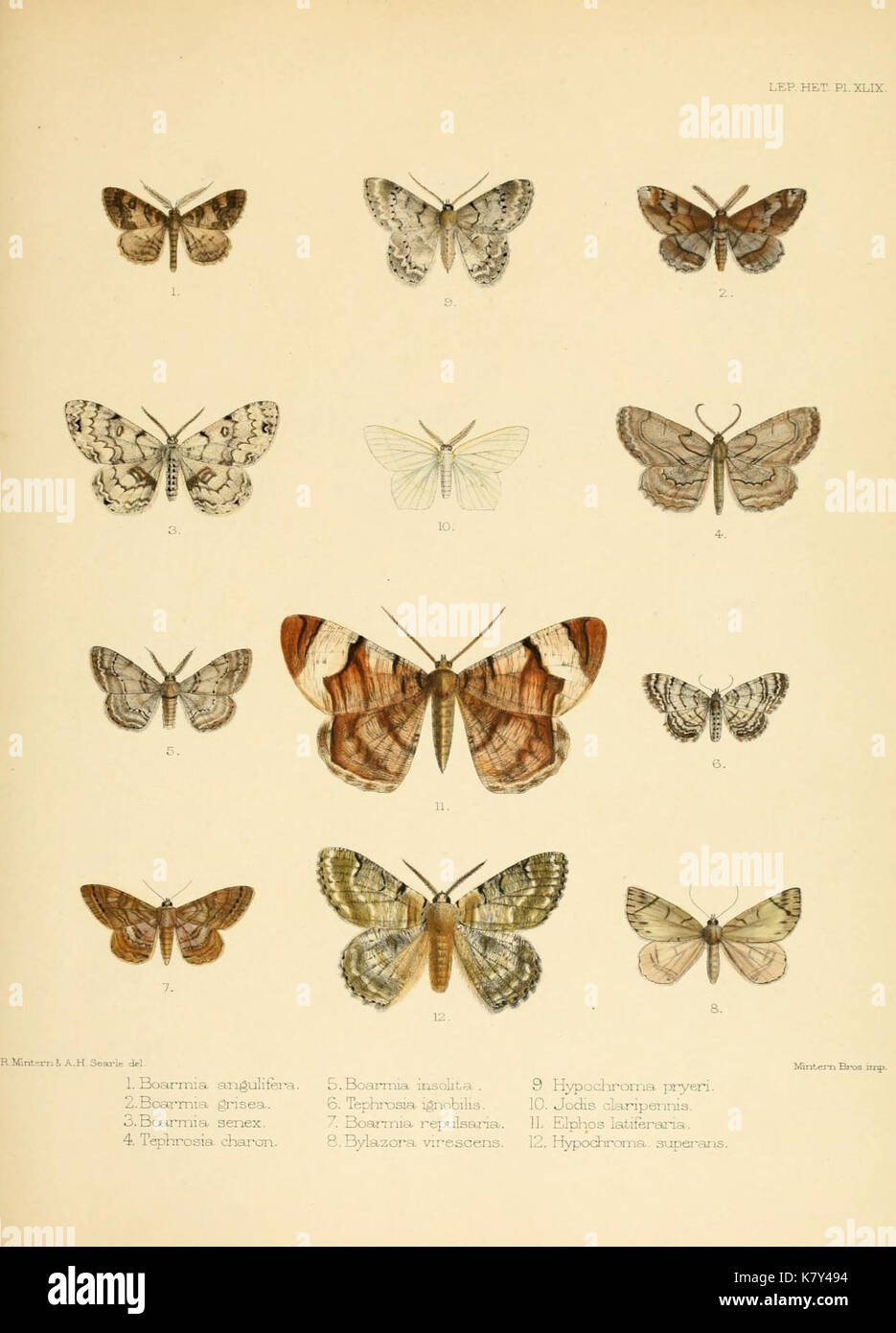 Illustrations of typical specimens of Lepidoptera Heterocera in the ...