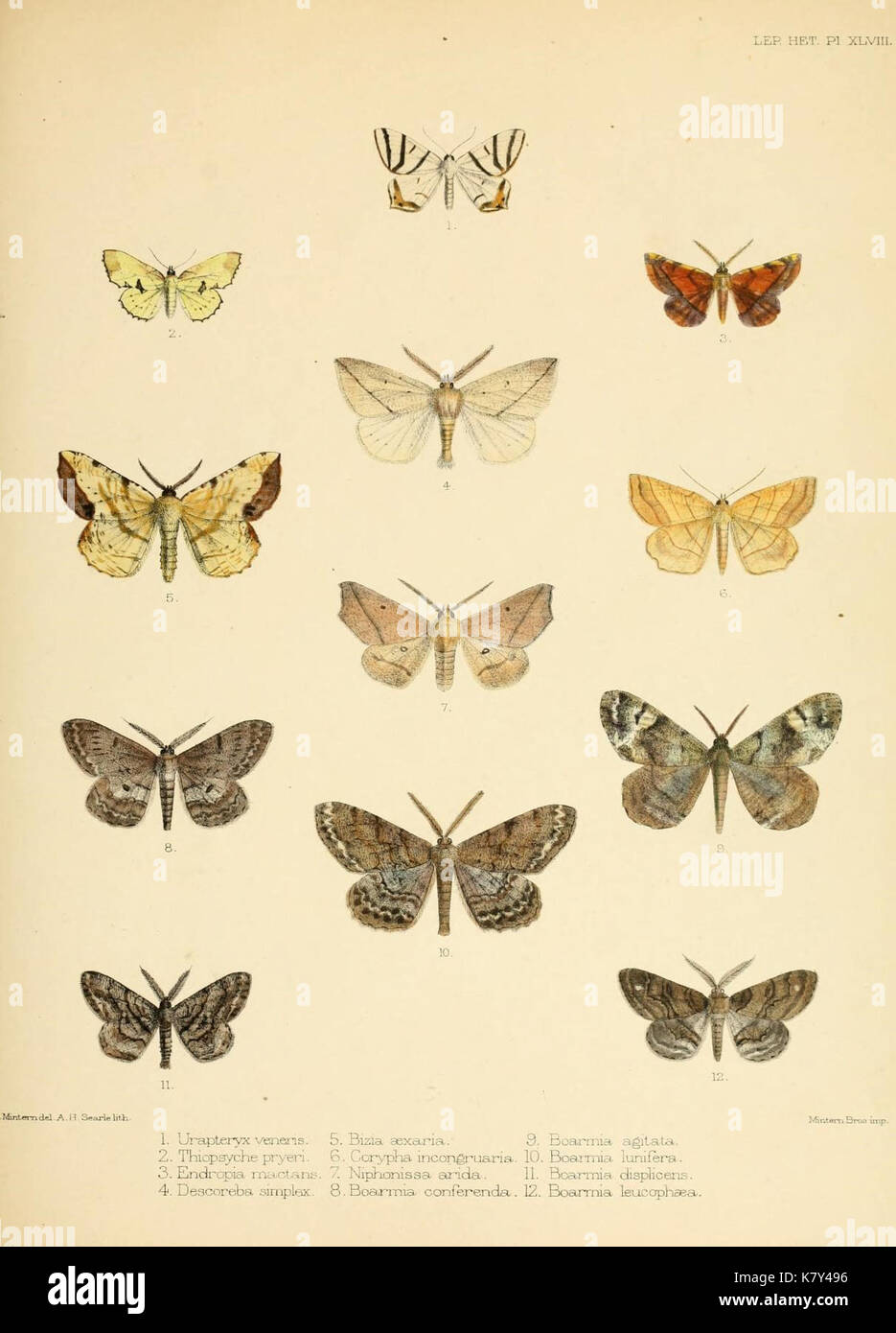 Illustrations of typical specimens of Lepidoptera Heterocera in the ...