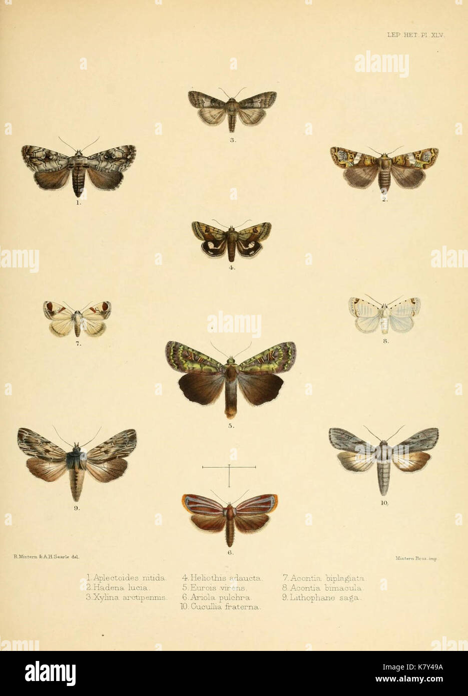 Illustrations of typical specimens of Lepidoptera Heterocera in the ...