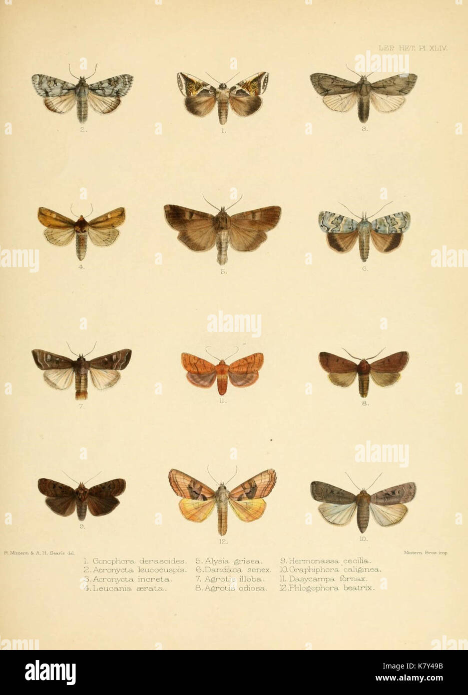 Illustrations of typical specimens of Lepidoptera Heterocera in the ...
