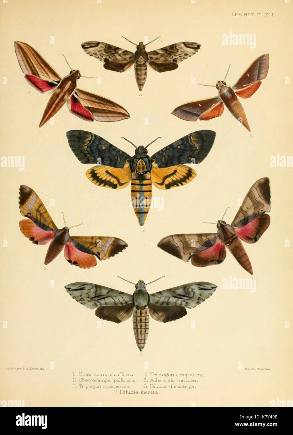Illustrations of typical specimens of Lepidoptera Heterocera in the ...
