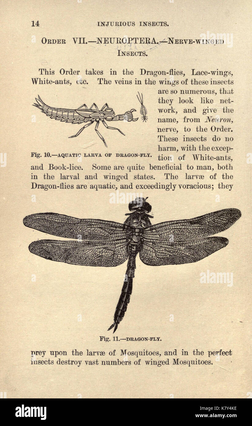 Injurious insects of the farm and garden (Page 14) BHL18107777 Stock ...