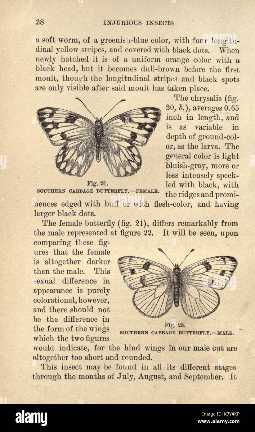 Injurious insects of the farm and garden (Page 28) BHL18107791 Stock ...