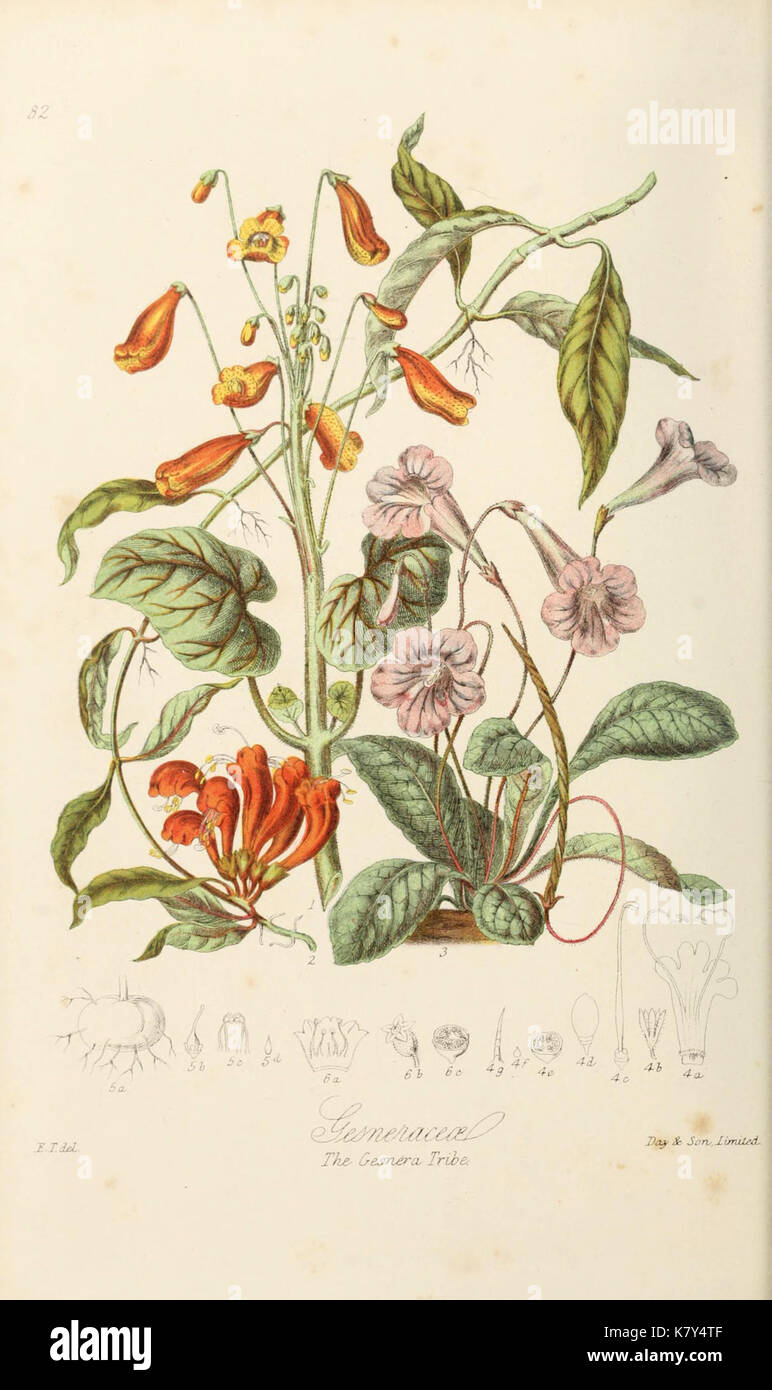 Illustrations of the natural orders of plants with groups and ...