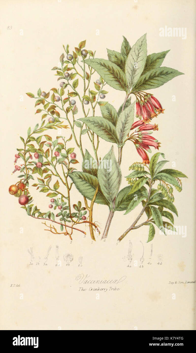 Illustrations of the natural orders of plants with groups and ...