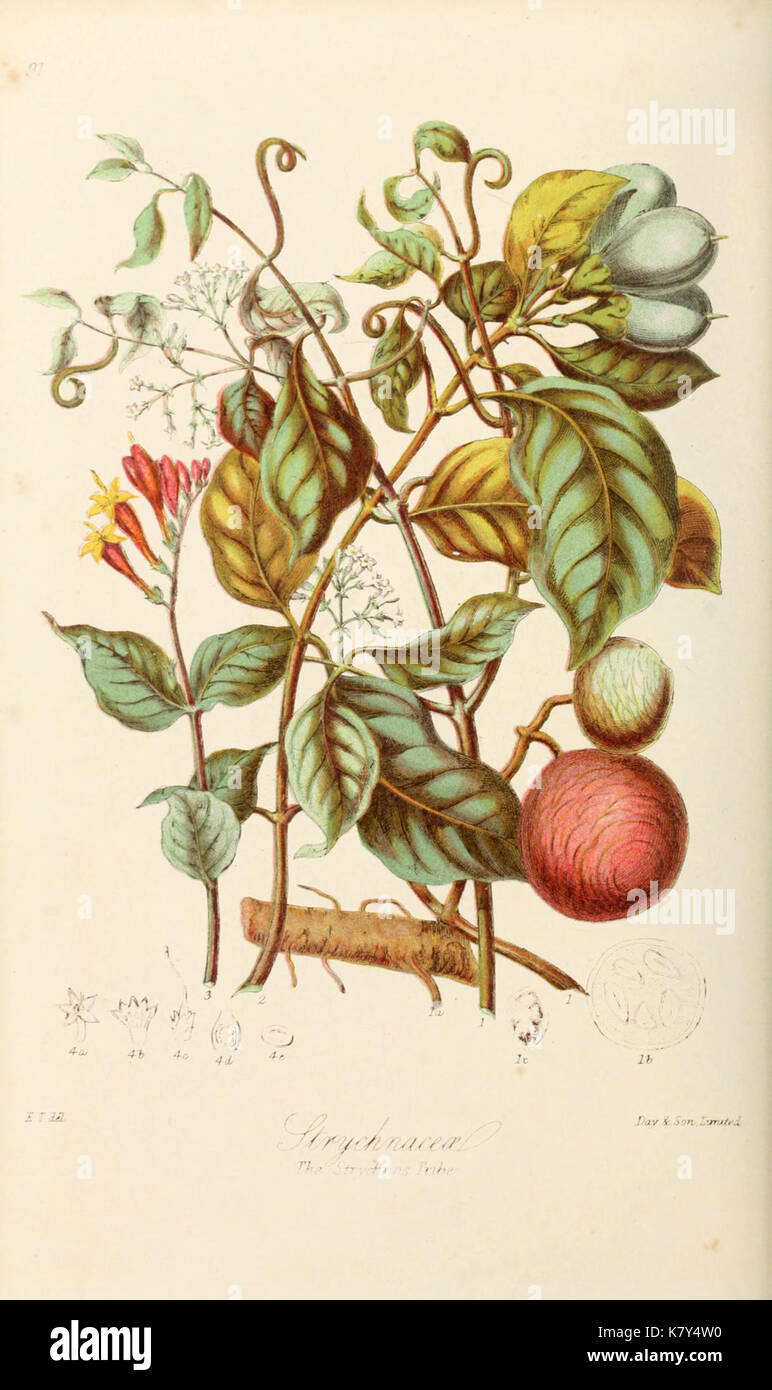 Illustrations of the natural orders of plants with groups and ...