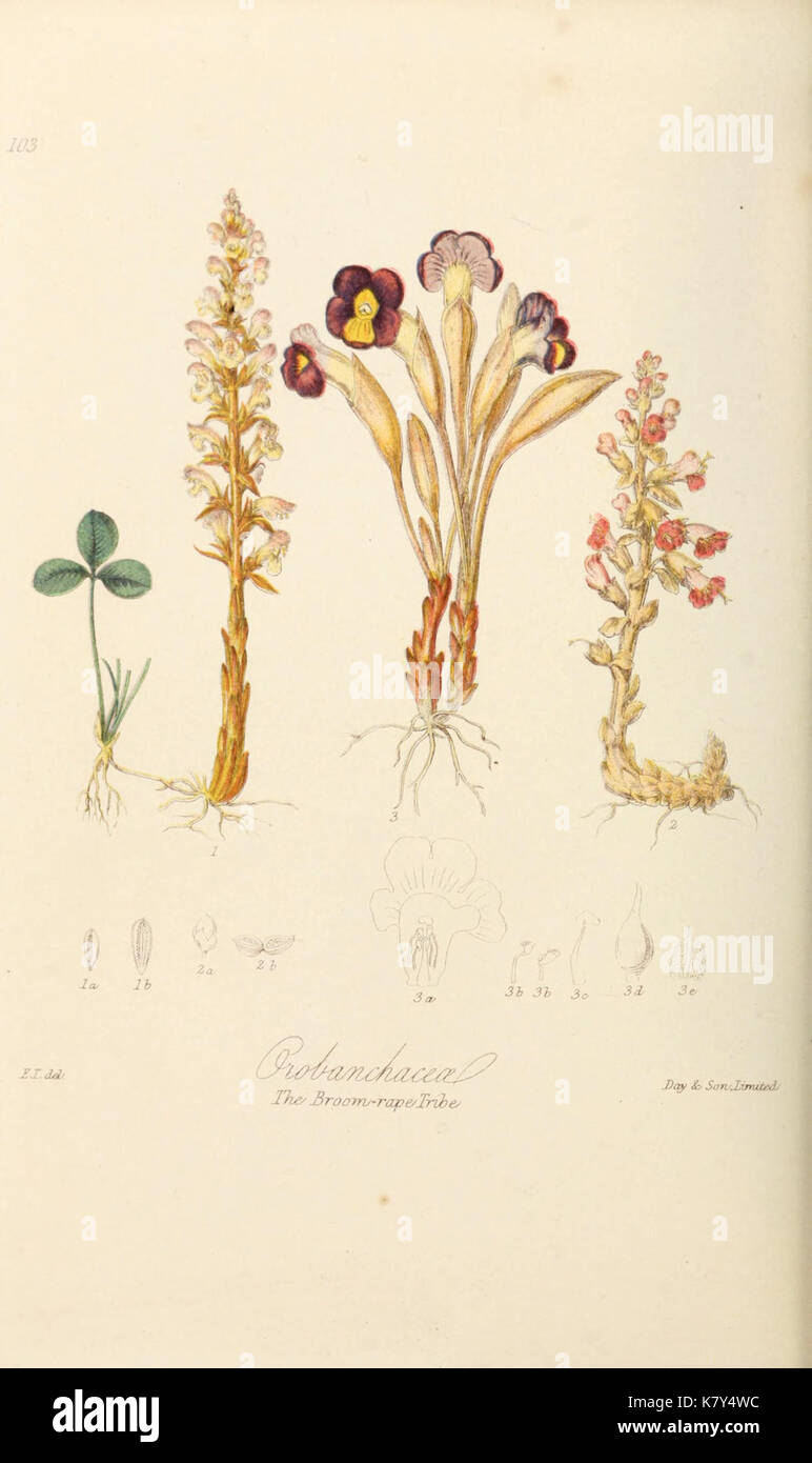 Illustrations of the natural orders of plants with groups and ...