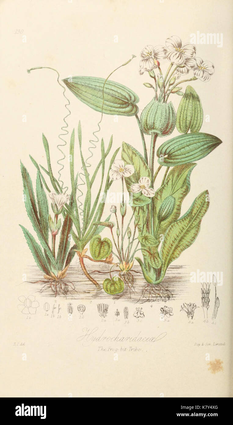 Illustrations of the natural orders of plants with groups and ...