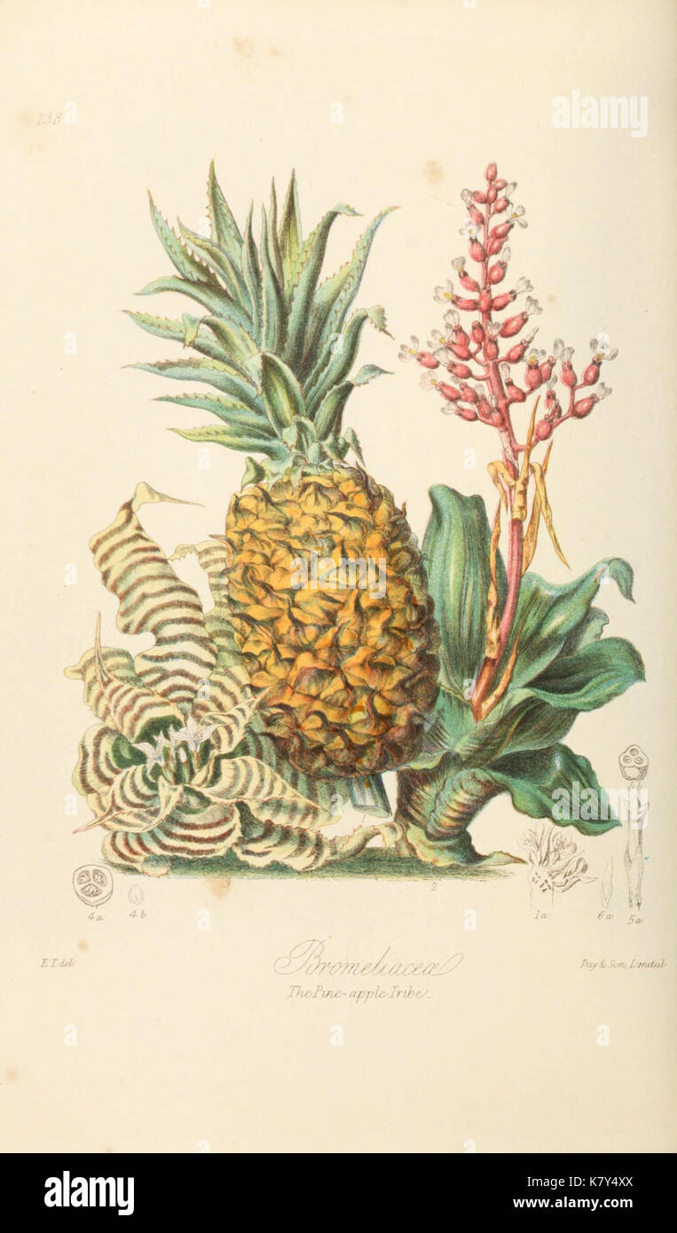 Illustrations of the natural orders of plants with groups and ...