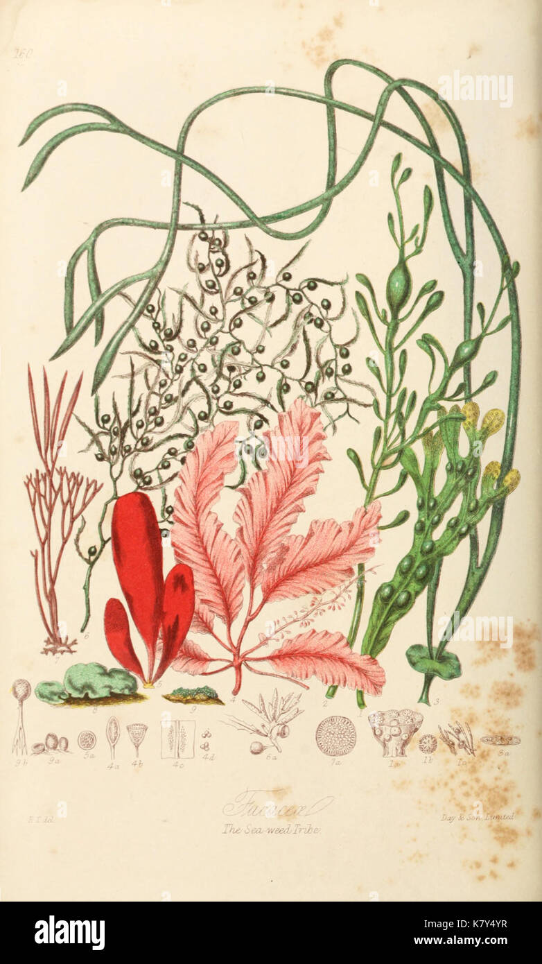 Illustrations of the natural orders of plants with groups and ...