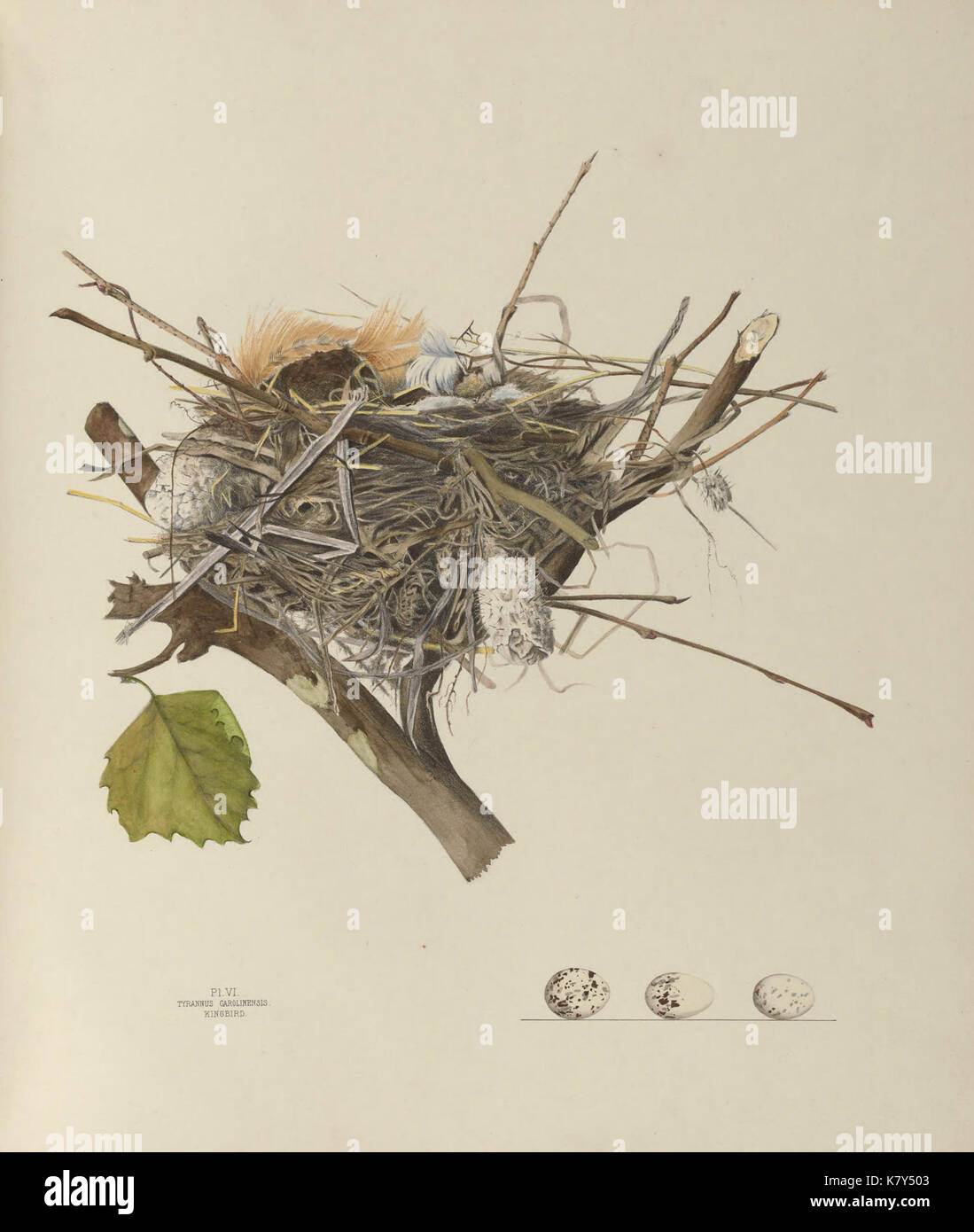 Illustrations of the nests and eggs of birds of Ohio (Pl. VI ...
