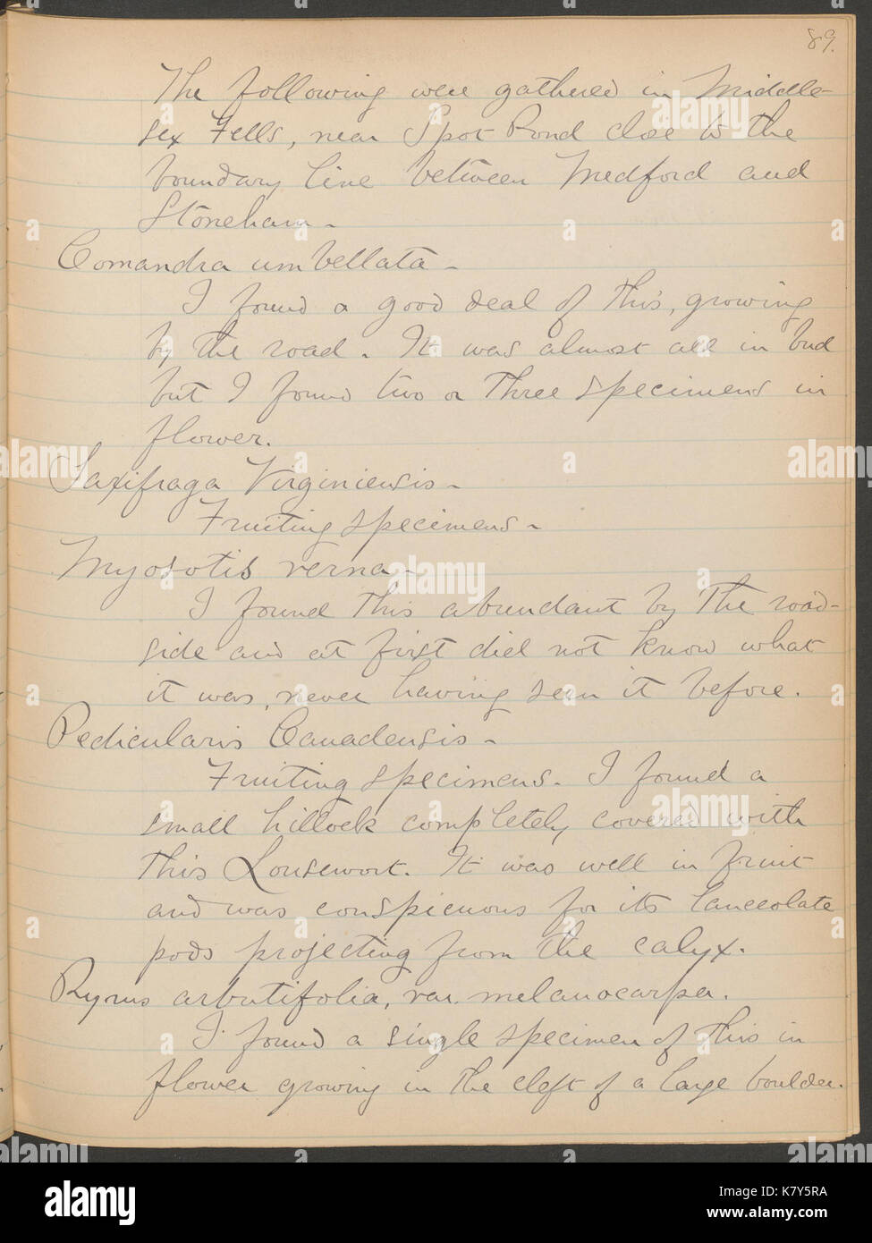 Journal,1882 1885 (Page 89) BHL40341442 Stock Photo - Alamy