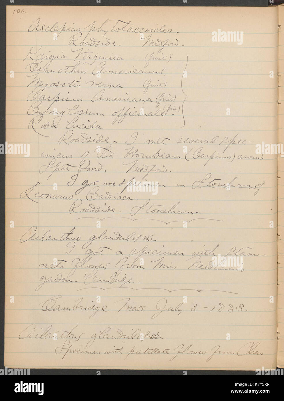 Journal,1882 1885 (Page 100) BHL40341453 Stock Photo - Alamy