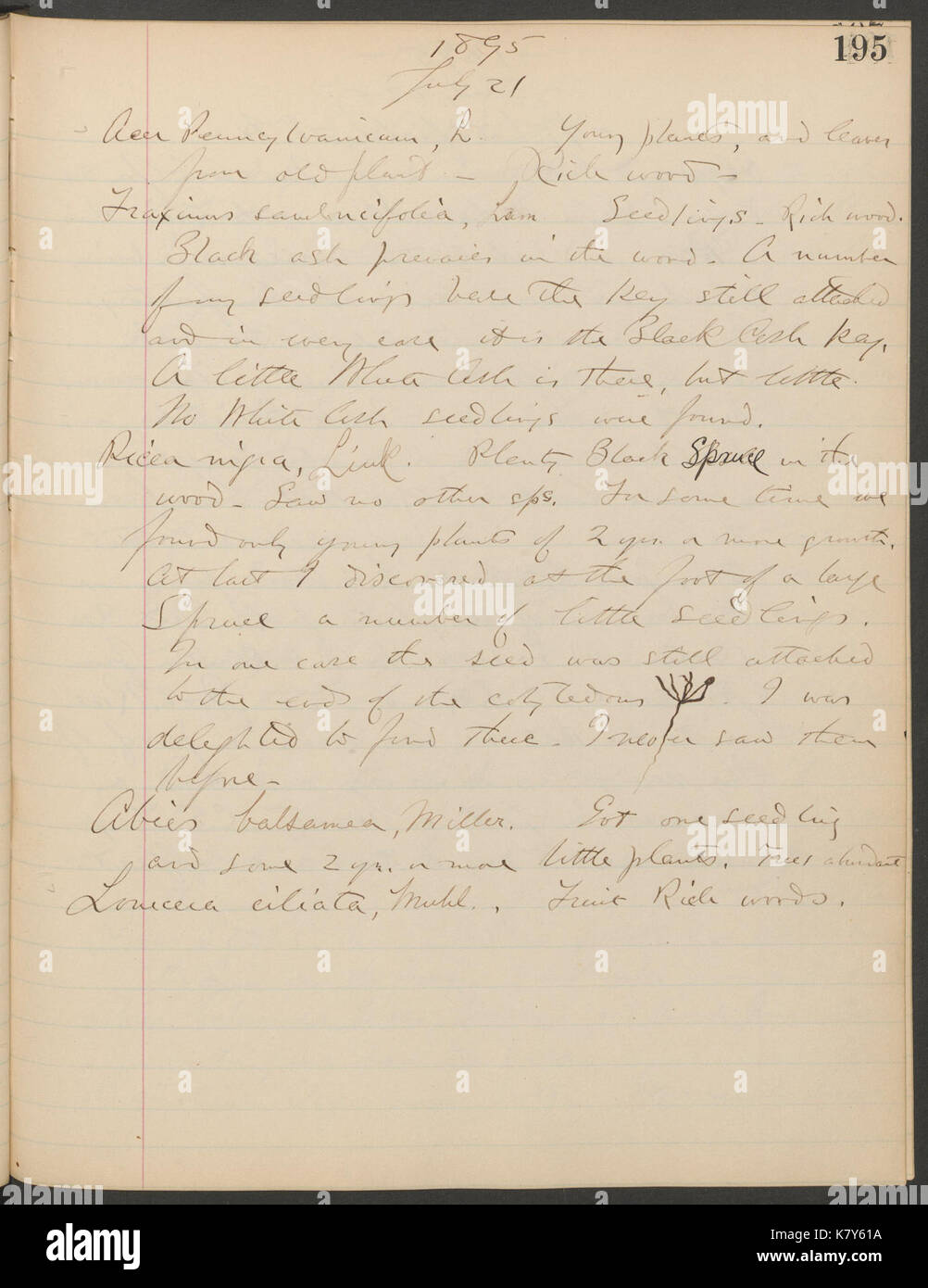 Journal,1895 1896 (bulk), 1895 1927 (inclusive) (Page 195) BHL40347037 Stock Photo - Alamy