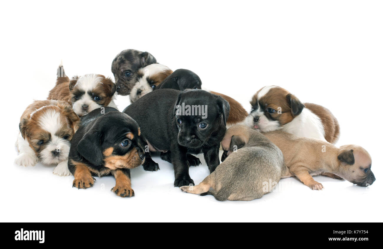 Group of puppies hi-res stock photography and images - Alamy