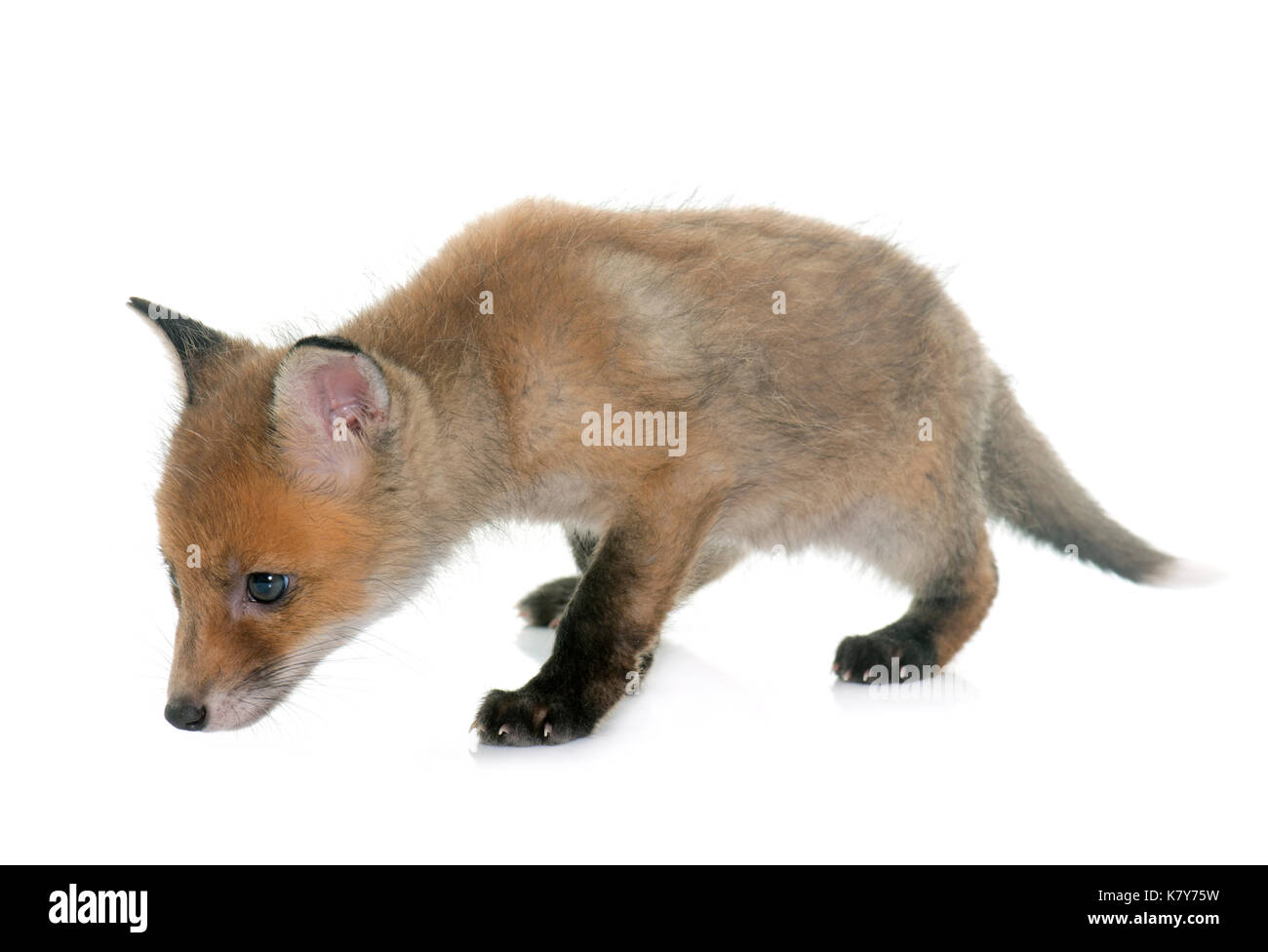 fox cub in front of white background Stock Photo - Alamy