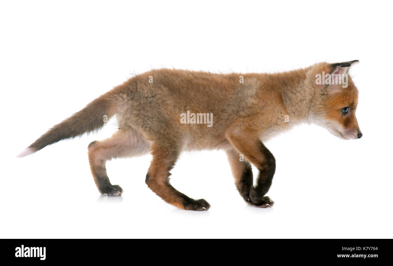 Baby fox cub Cut Out Stock Images & Pictures - Alamy