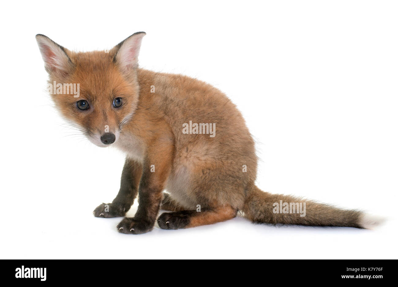 Baby fox cub Cut Out Stock Images & Pictures - Alamy