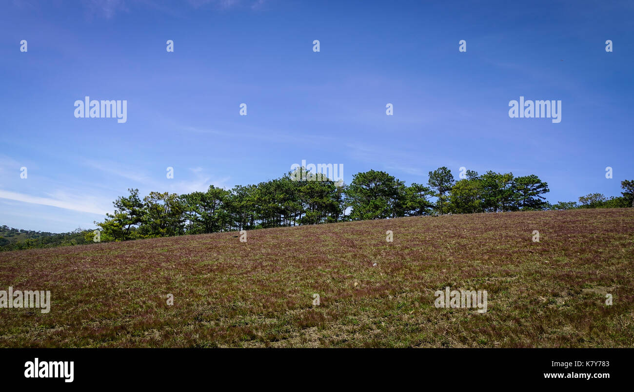 Pine forest with grass hill under blue sky in Dalat, Vietnam. Dalat ...
