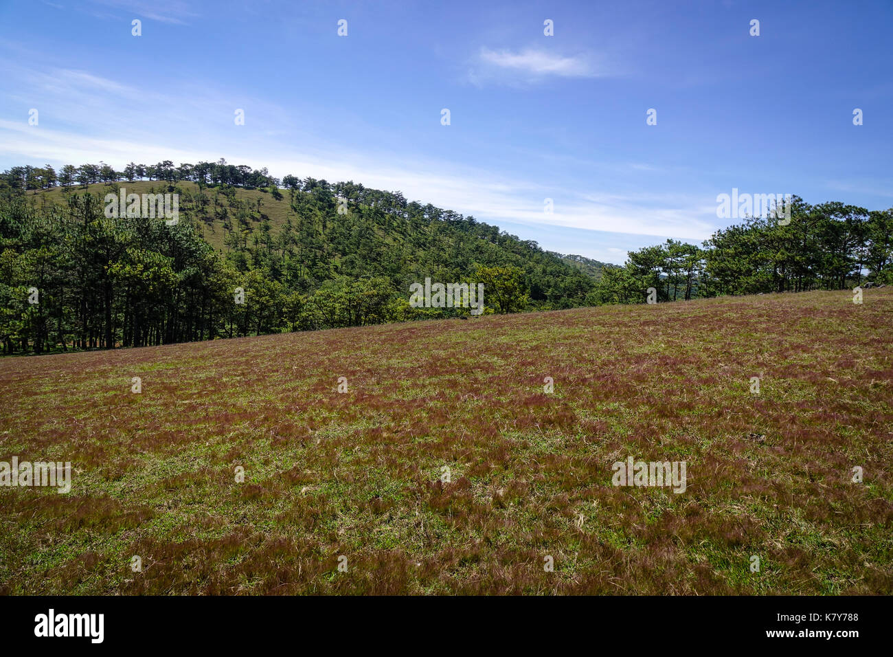 Pine forest with grass hill at sunny day in Dalat, Vietnam. Dalat, also ...