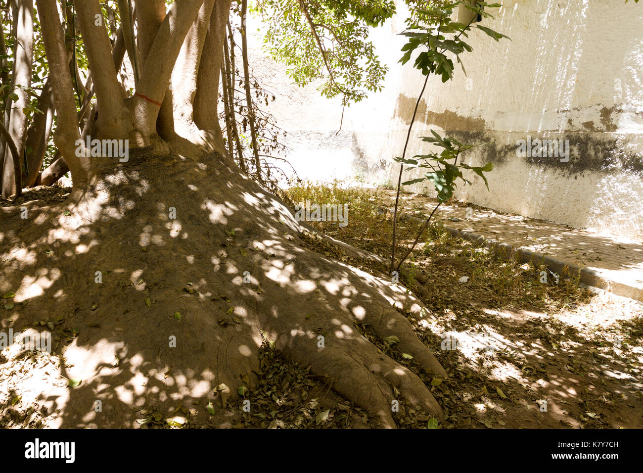 The oldest, biggest and secular ficus tree in the north Africa ...