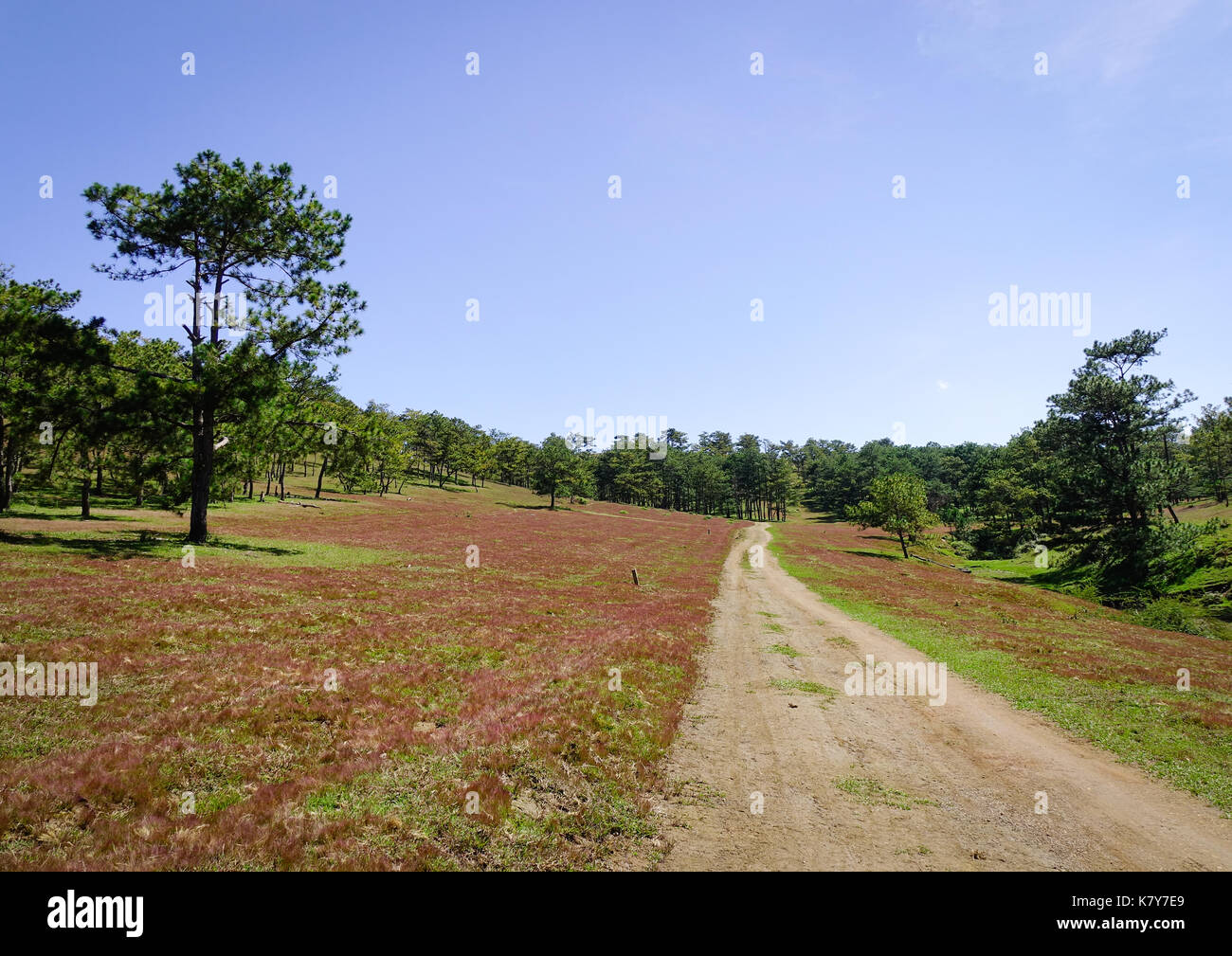Rural road with pine forest in Dalat, Vietnam. Dalat is a city located ...
