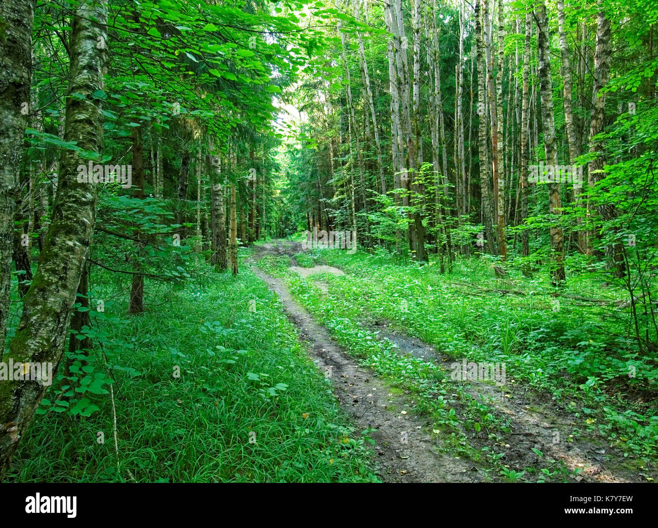 Russian summer forest hi-res stock photography and images - Alamy