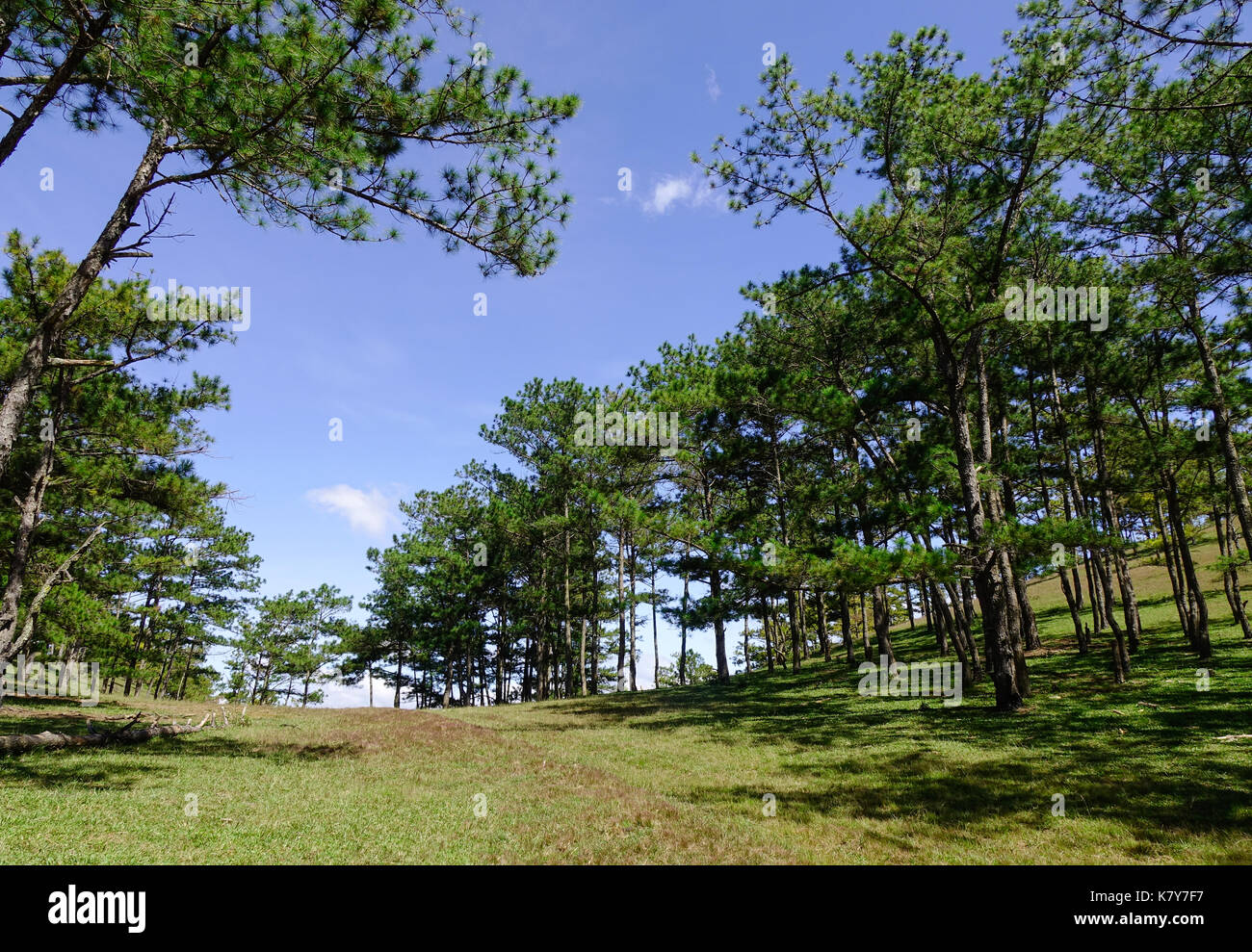 Pine tree forest in Dalat, Vietnam. Dalat is a city located on Lang ...