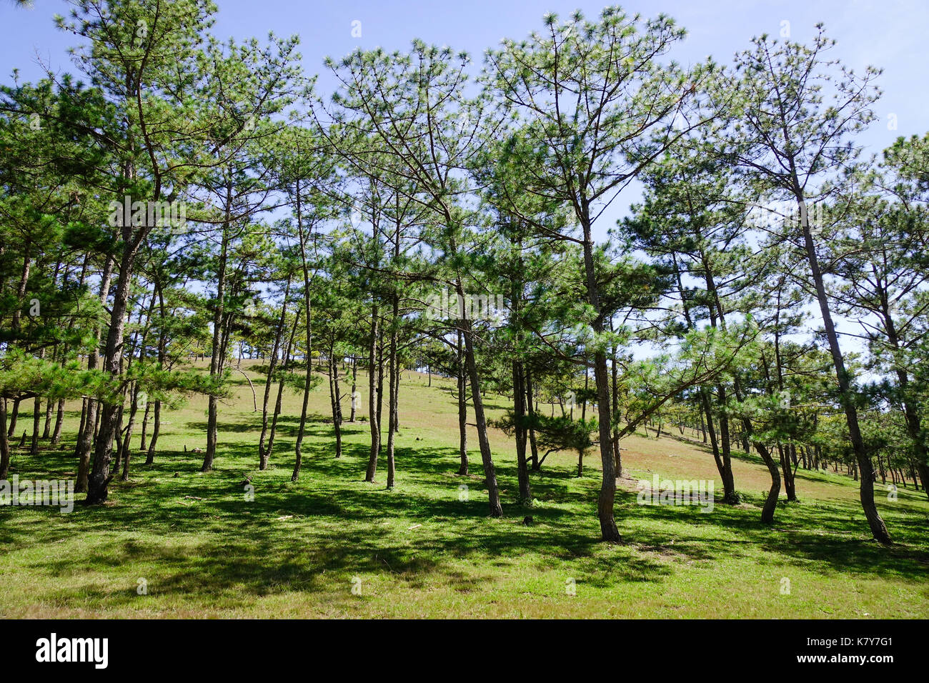 Pine tree forest at sunny day in Dalat, Vietnam. Dalat is a city ...