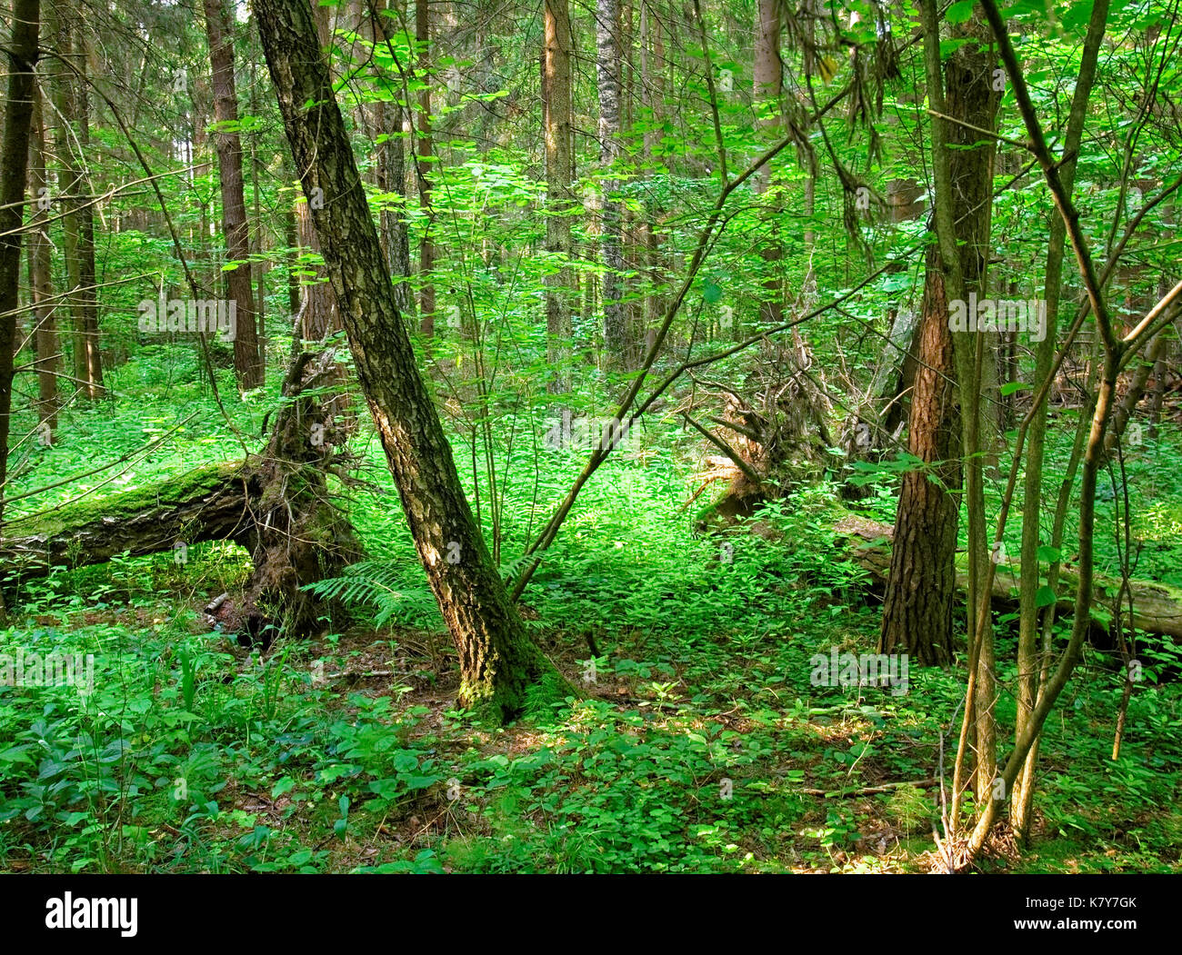 Russian summer forest hi-res stock photography and images - Alamy