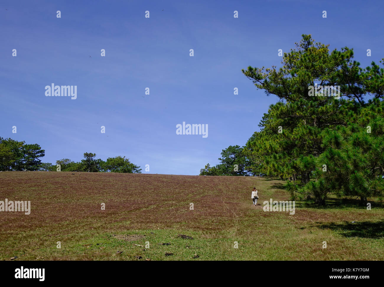 Pine tree forest with grass hill at sunny day in Dalat, Vietnam. Dalat ...