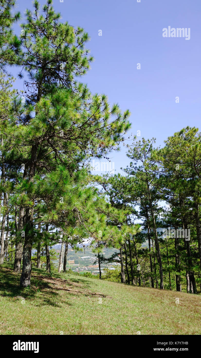 Pine tree forest at sunny day in Dalat, Vietnam. Da Lat's specific ...
