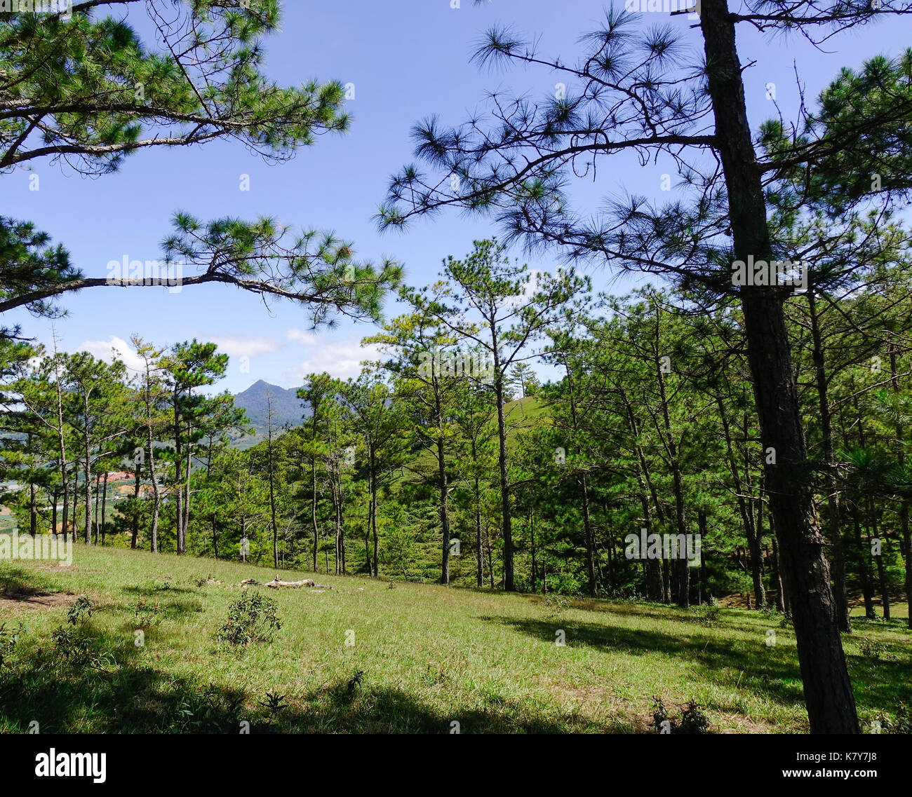 Pine tree forest at spring time in Dalat, Vietnam. Da Lat's specific ...