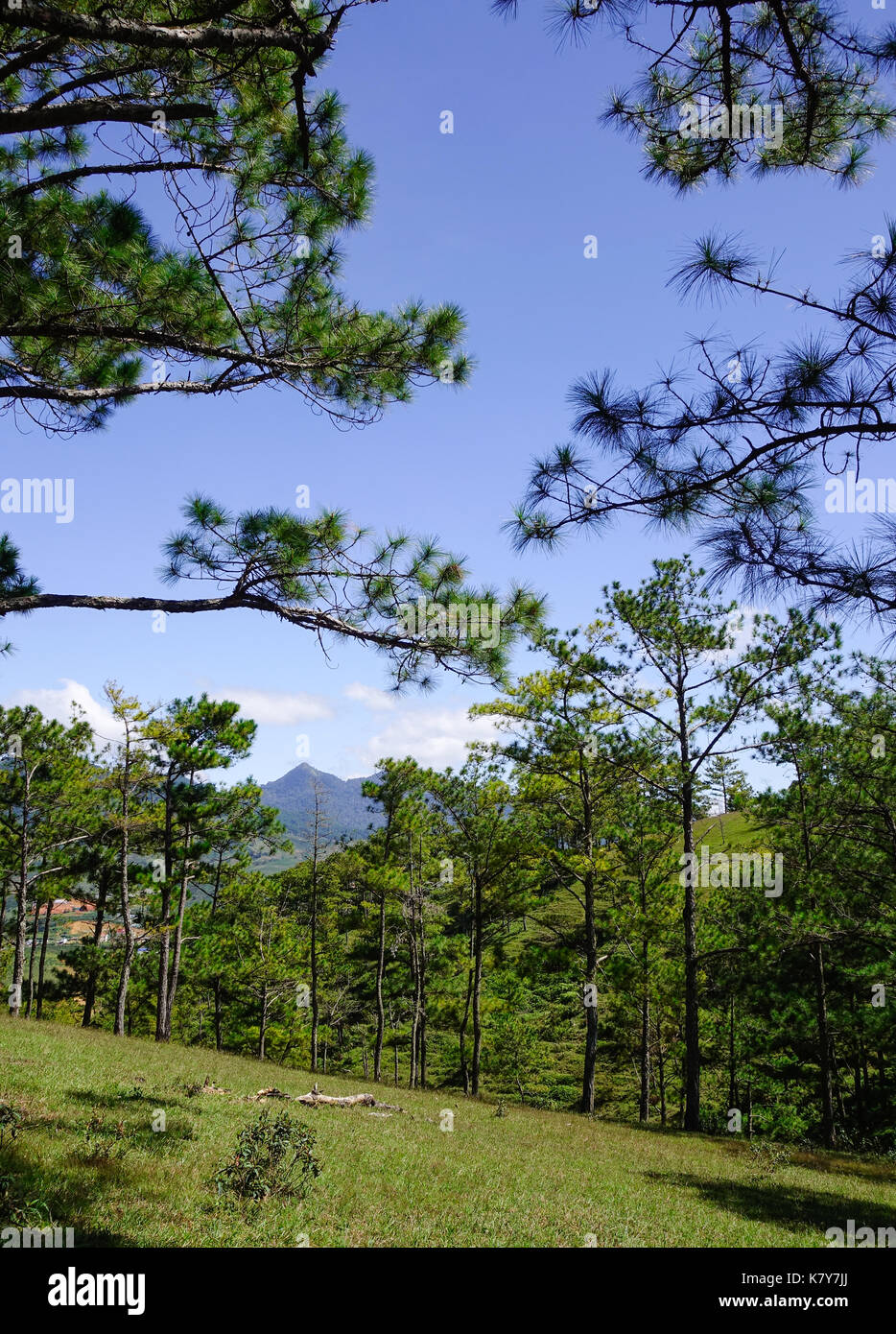 Pine tree forest at sunny day in Dalat, Vietnam. Da Lat supplies ...
