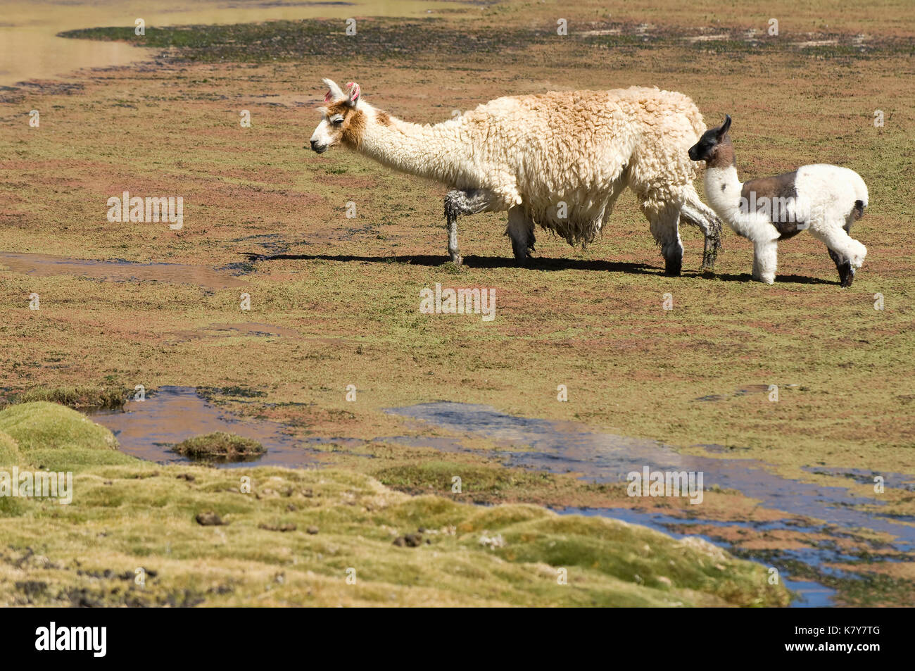 Llama (Lama glama) with young, Camelidae family, Atacama Desert ...