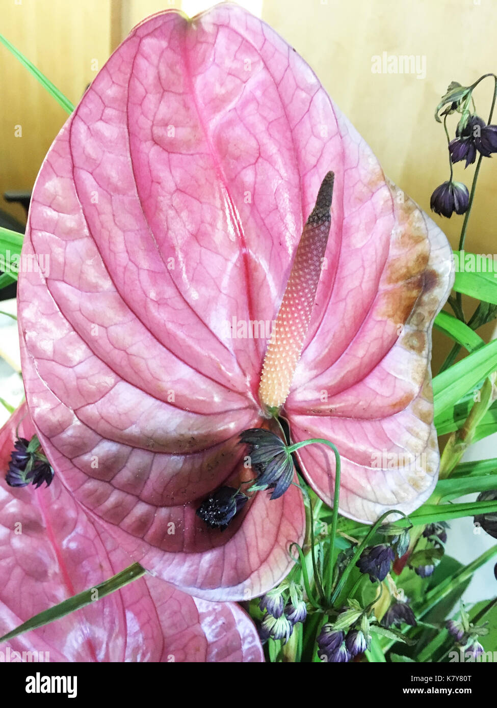 Calla rose hi-res stock photography and images - Alamy