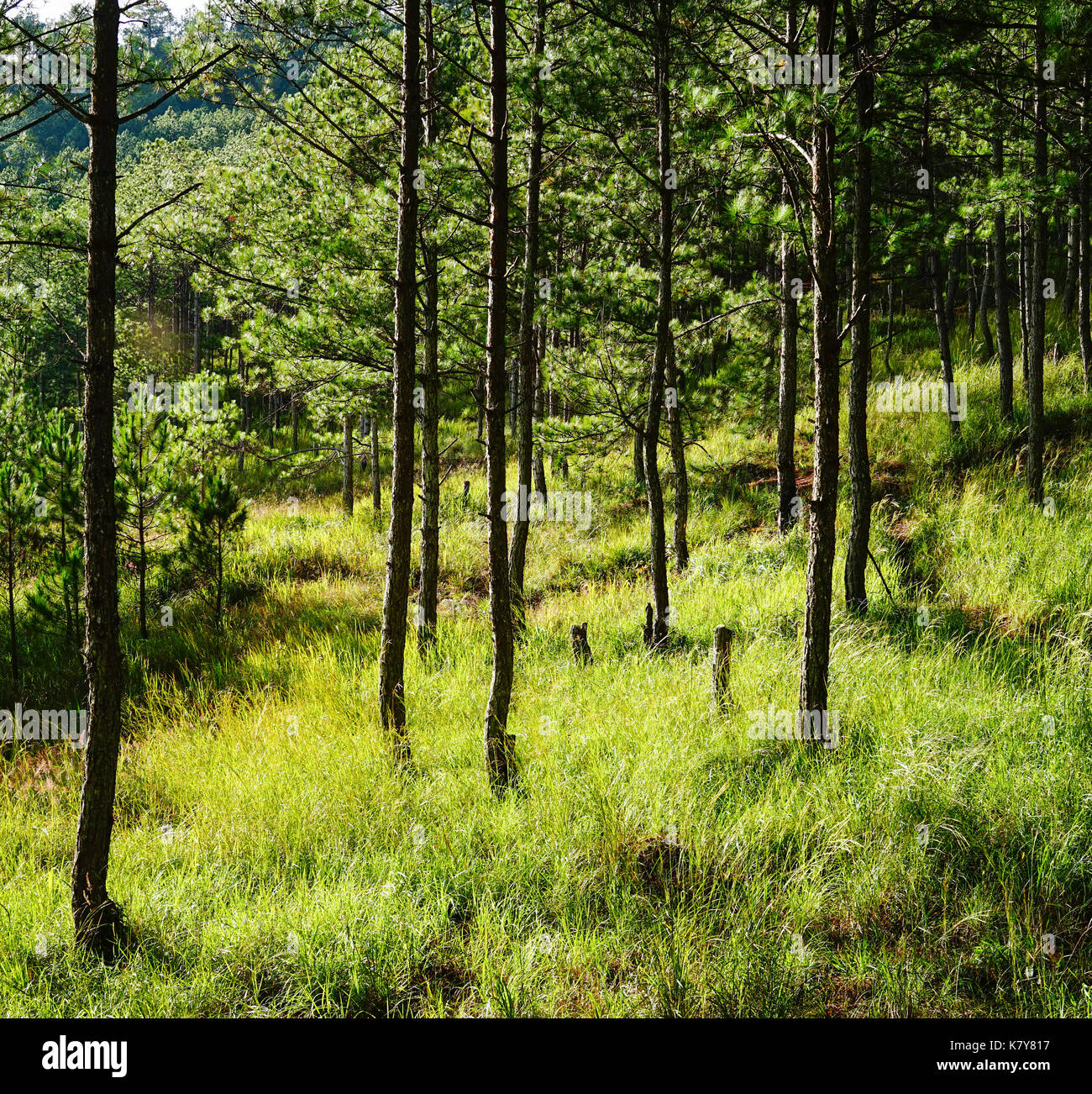 Pine tree forest with grass at sunny day in Dalat, Vietnam. Da Lat is a ...