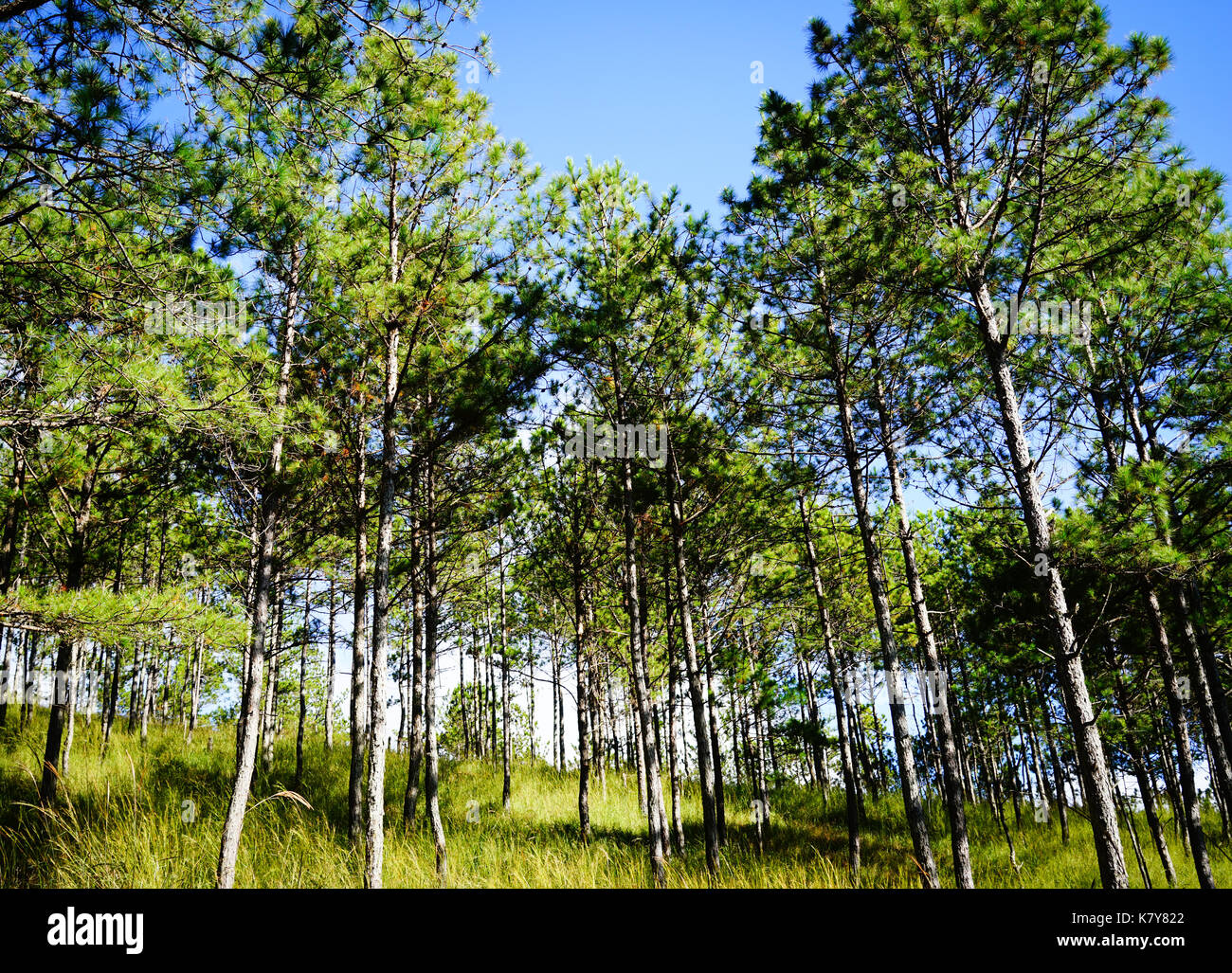 Pine tree forest with grass under blue sky in Dalat, Vietnam. Da Lat is ...