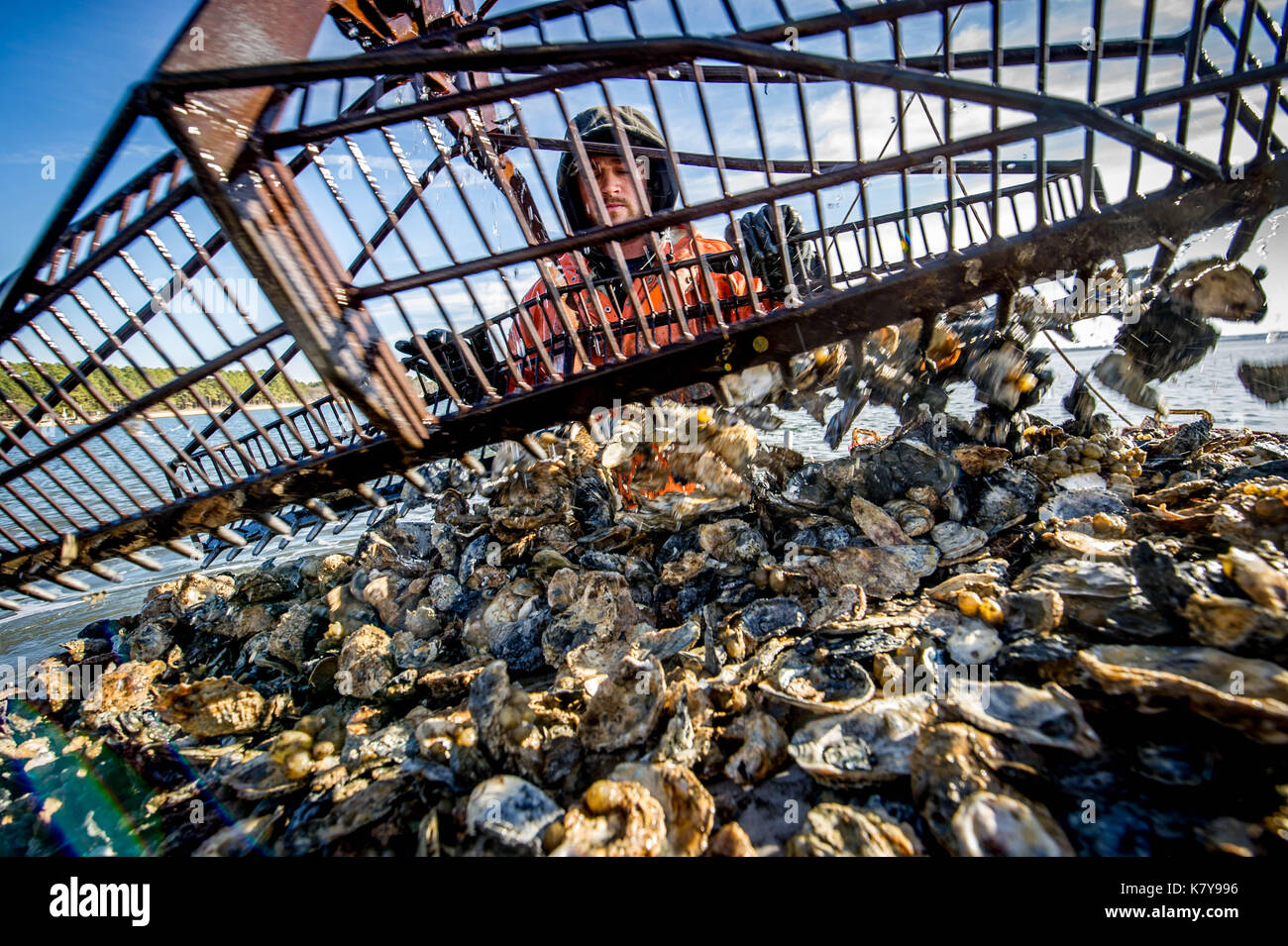 Waterman pulls in oyster dredge from the Chesapeake Bay Stock Photo - Alamy