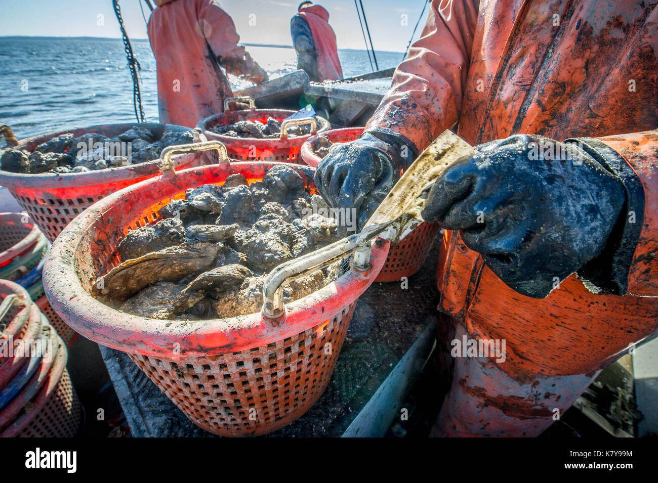 Watermen comb through buckets full of oysters on dredging boat on the ...