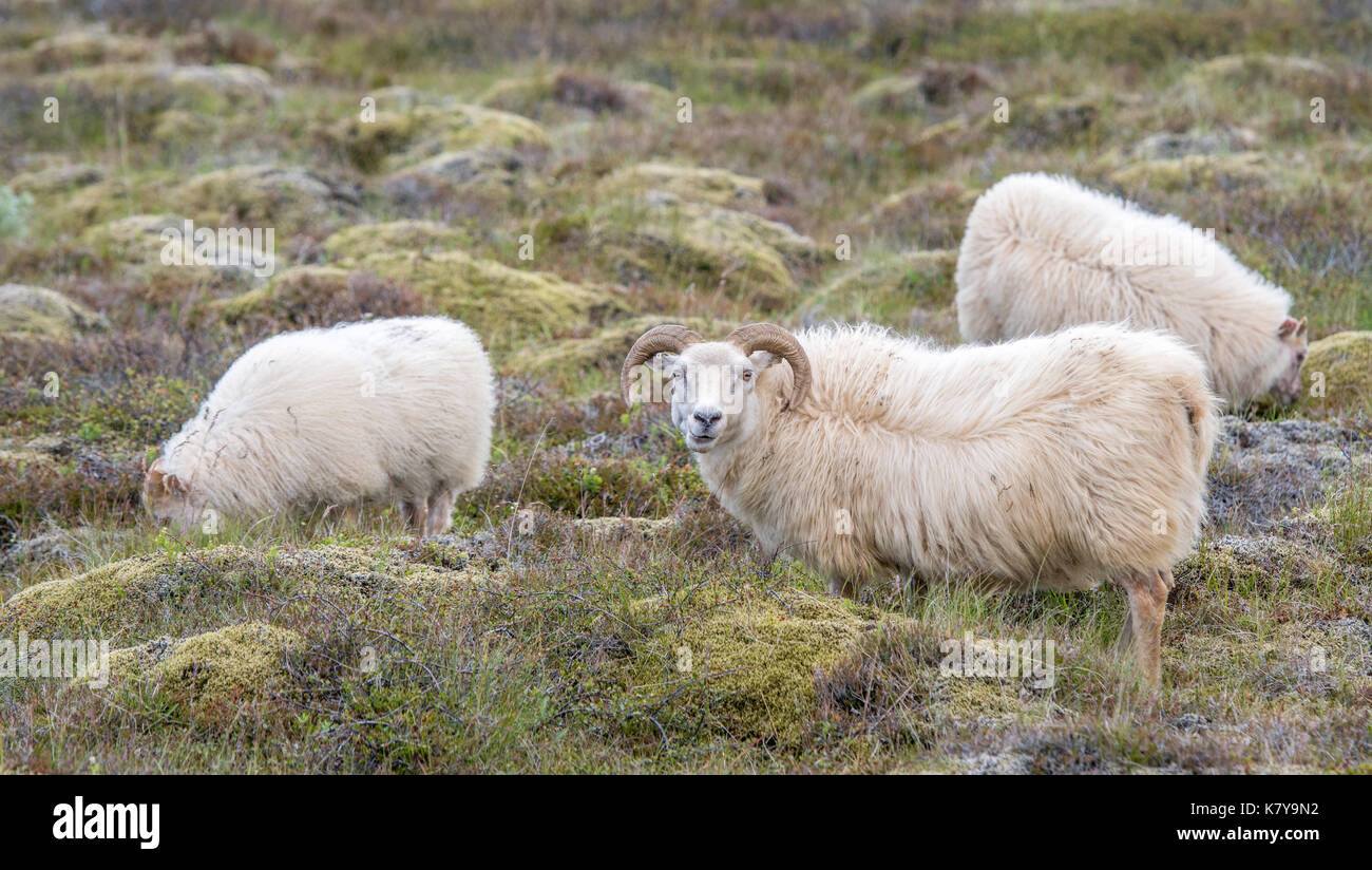 Iceland - Icelandic sheep near Þingvellir Stock Photo - Alamy