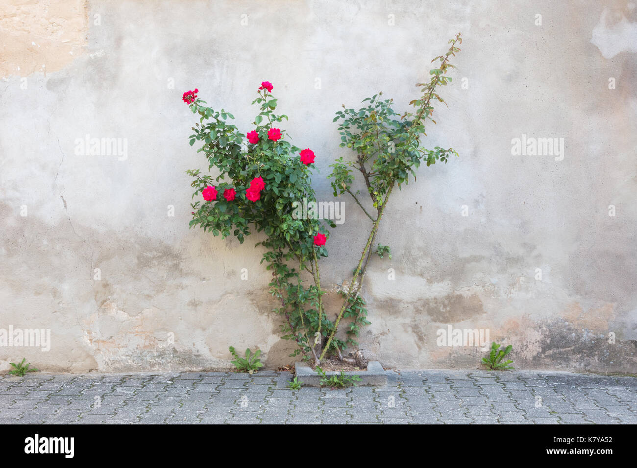 Red rose bushes in front of an old wall Stock Photo - Alamy