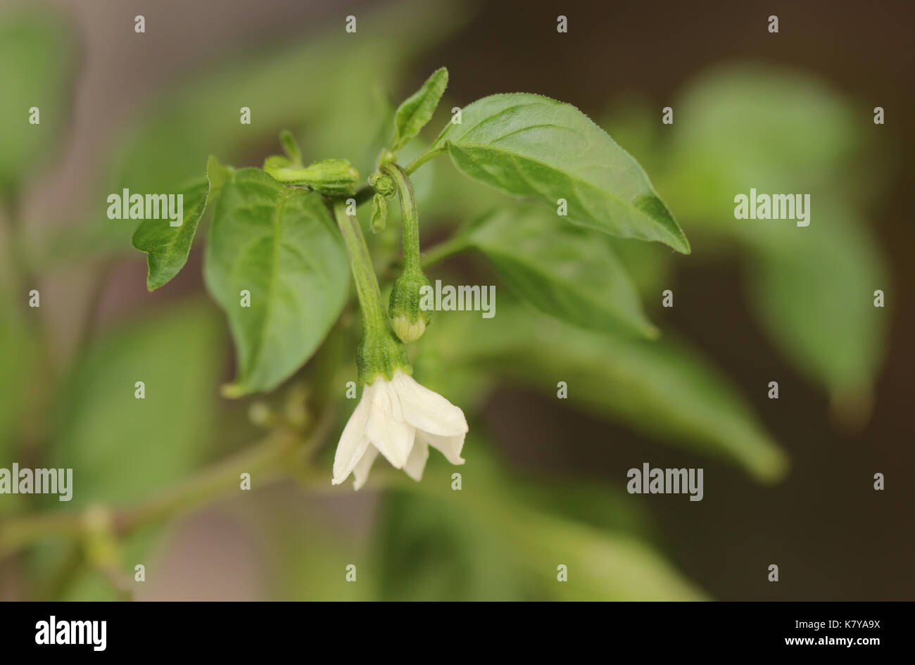 Pepper in bloom Stock Photo - Alamy