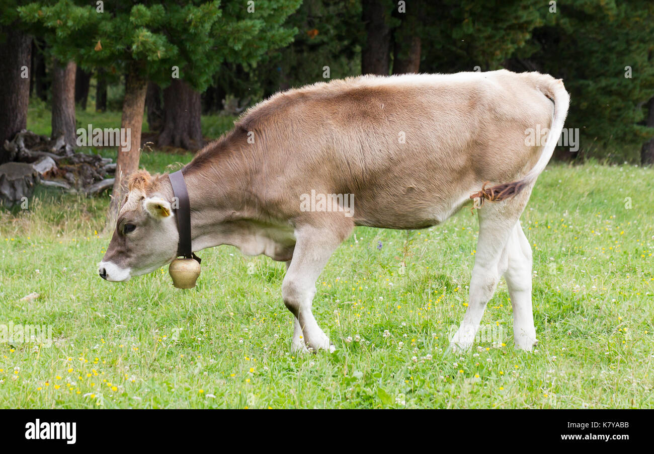 Brown milk cow in a meadow of grass, Alps, Austria Stock Photo - Alamy